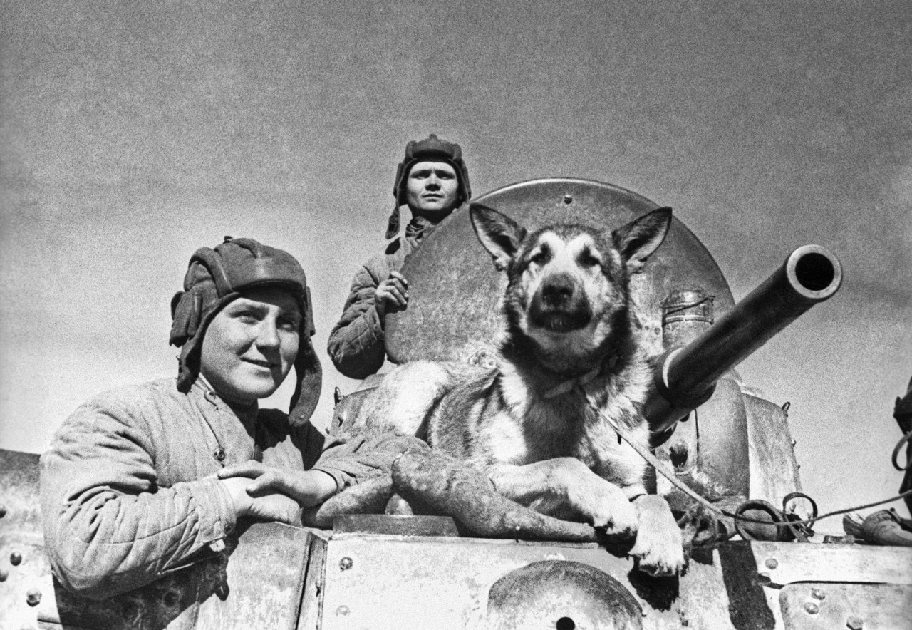 Joseph Stalin ‘Honours’ Red Army Anti-Mine Dog ‘Julbars’ (1945 ...